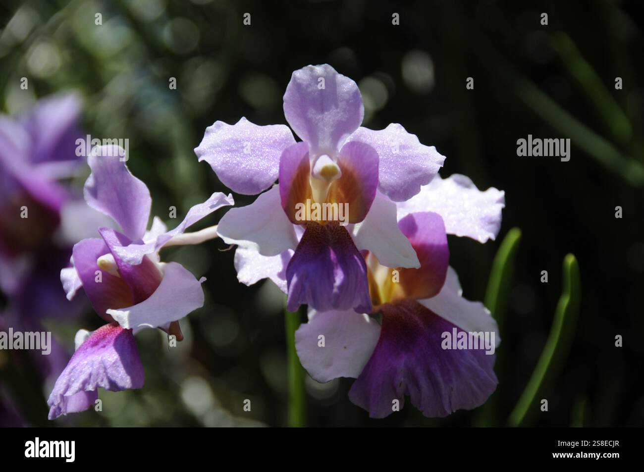 Vanda Miss Joaquim, a Singapore national flower in the VIP part of the ...