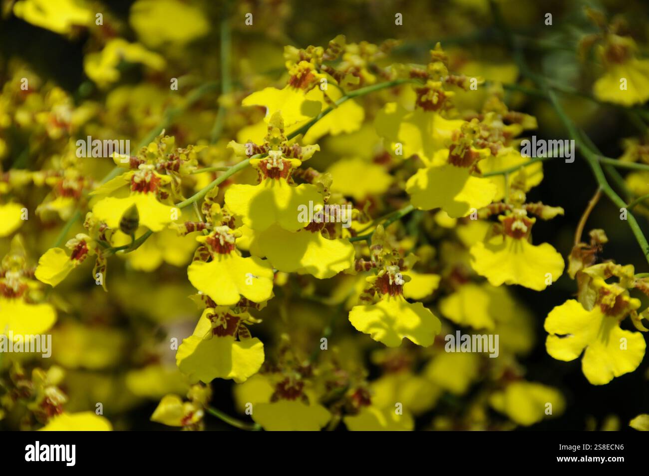 This orchid is either known as the Golden Shower or Dancing Lady orchid ...