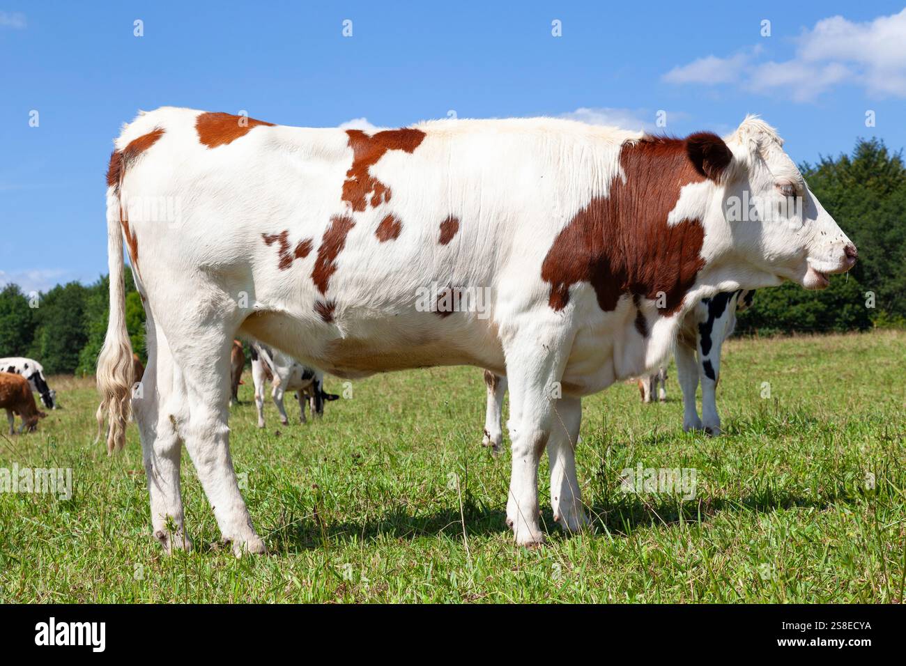 Red and white Holstein dairy cow profile view in a pasture with mixed ...