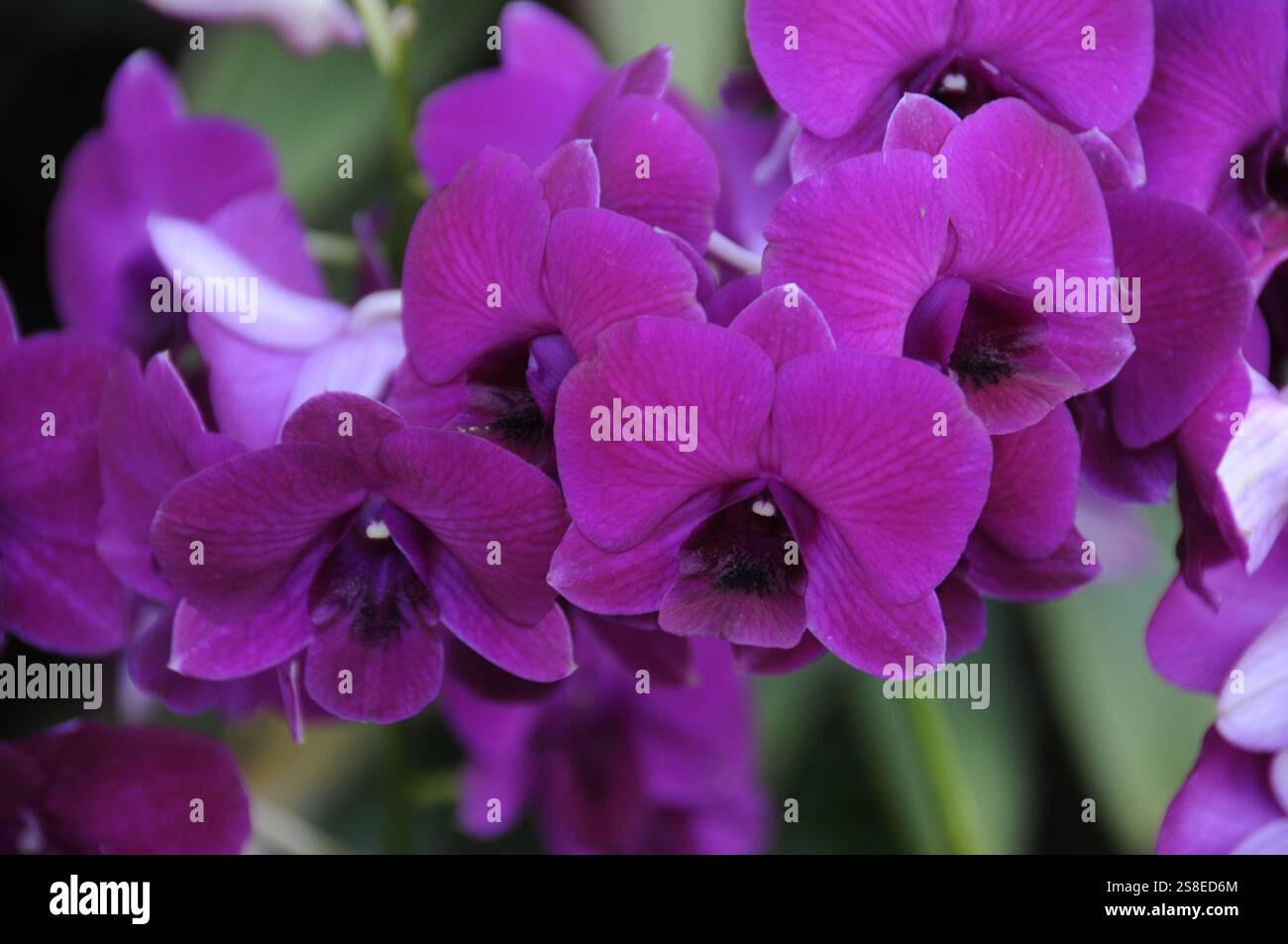 A rare Gyula Horn orchid ( Dendrobium Jaq Beauty X Dendrobium Genting ...