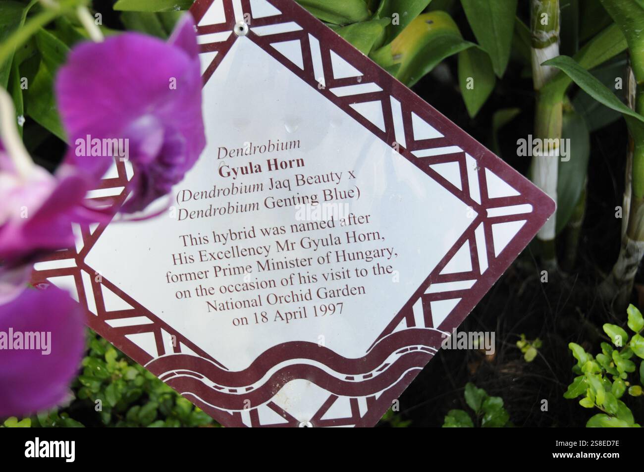 A plaque and a Gyula Horn ( Dendrobium Jaq Beauty X Dendrobium Genting ...