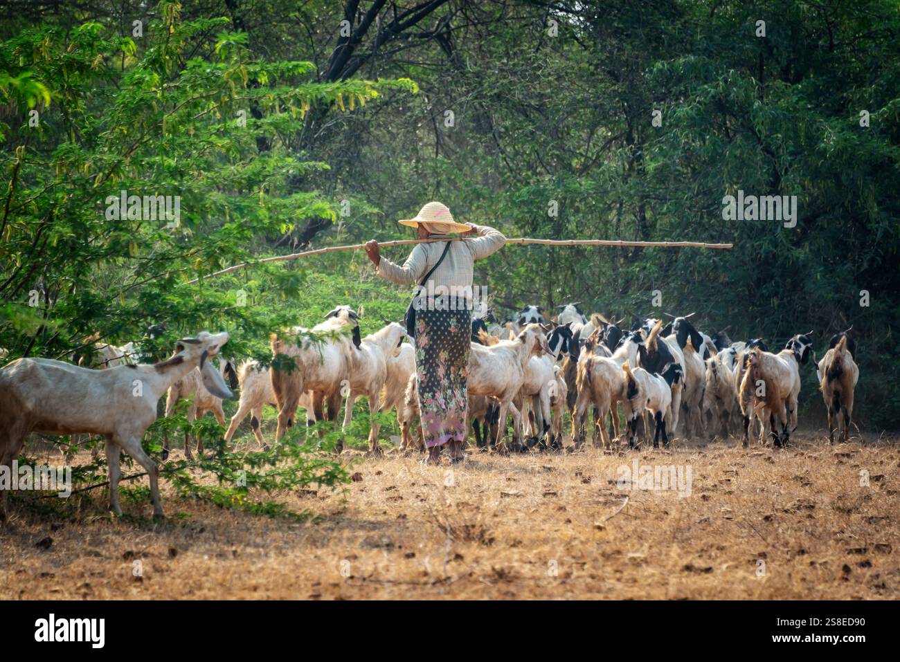 Shepherd and her herd of goats in Bagan, Burma, Myanmar Stock Photo - Alamy