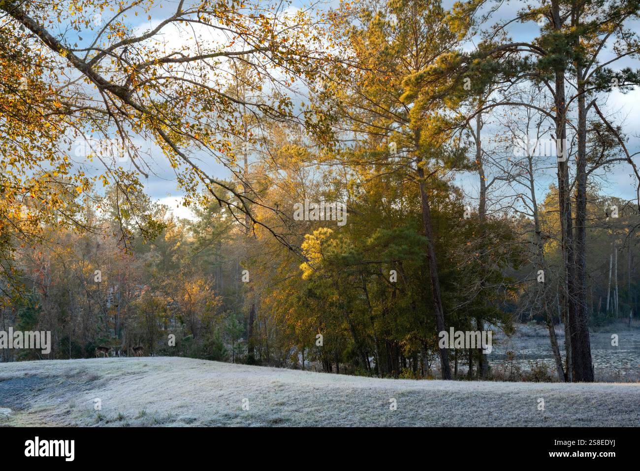 Morning sun warming the frozen, snowy landscape in northern Tallahassee ...