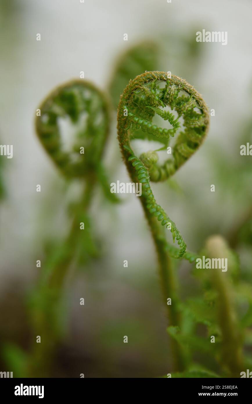 Common male fern, Two rolled up fern leaves, symmetrically depicted ...