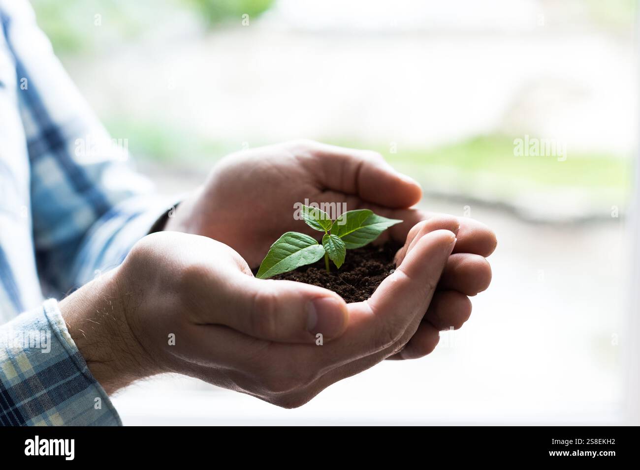 Hands holding sapling in soil surface Stock Photo - Alamy