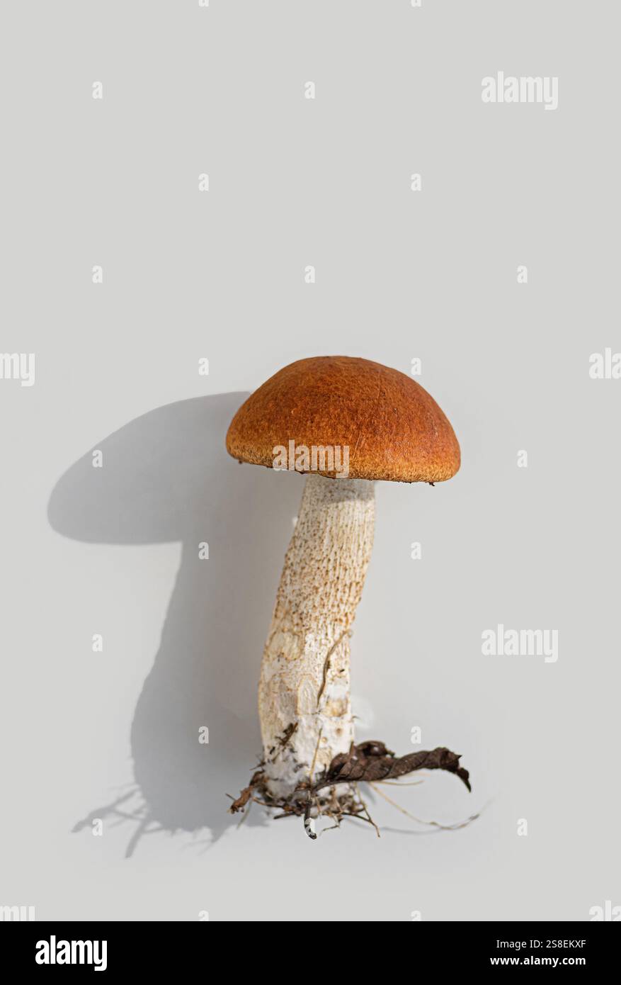 Leccinum scabrum or Boletus scaber on white background. Vertical crop ...
