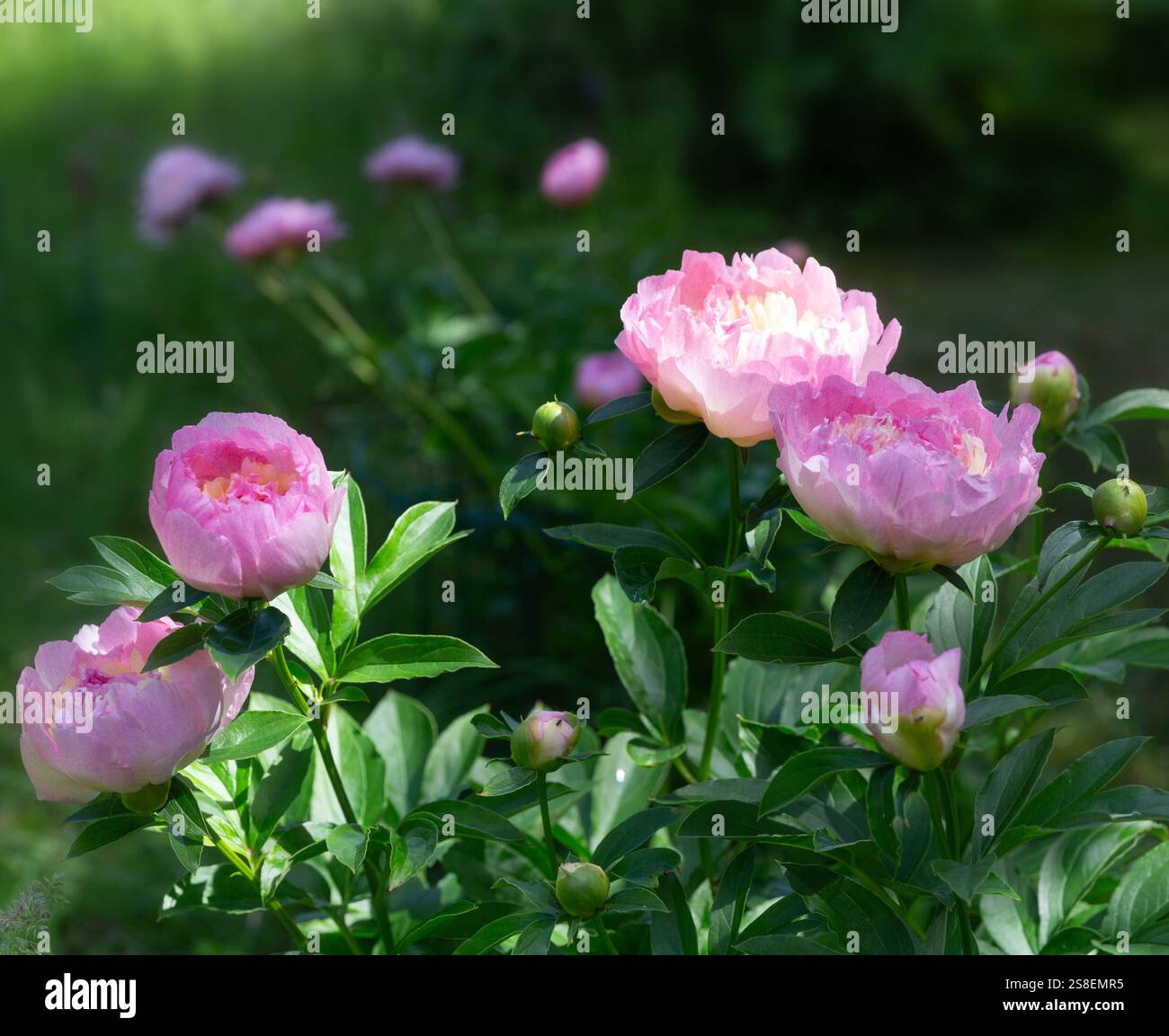 Blooming Pink Peonies in a Garden Setting. Paeonia lactiflora Raspberry ...