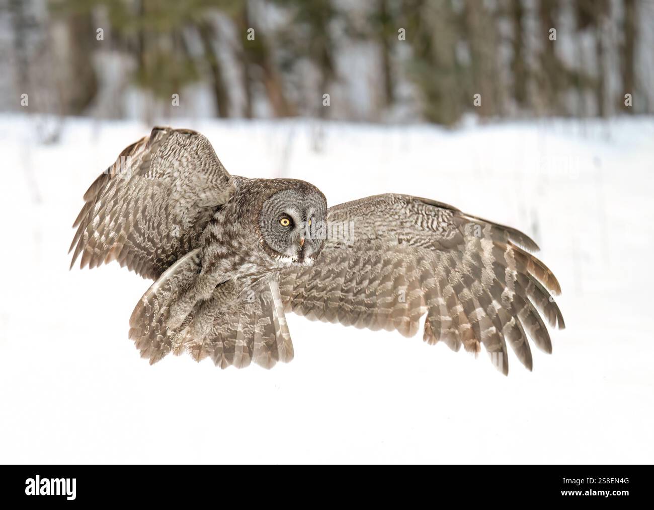 Great grey owl with wings spread out ready to pounce on prey as he ...