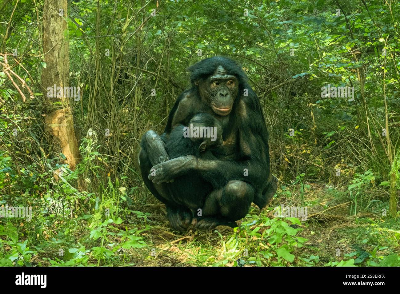 Bonobo, female with young / (Pan Paniscus Stock Photo - Alamy