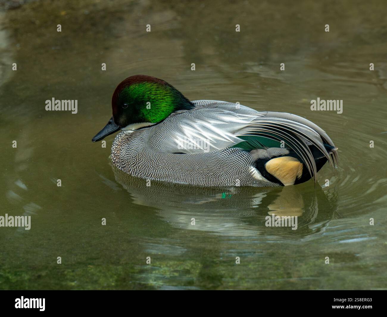 Portrait of a falcated teal (mareca falcata). The sickle-headed duck is ...