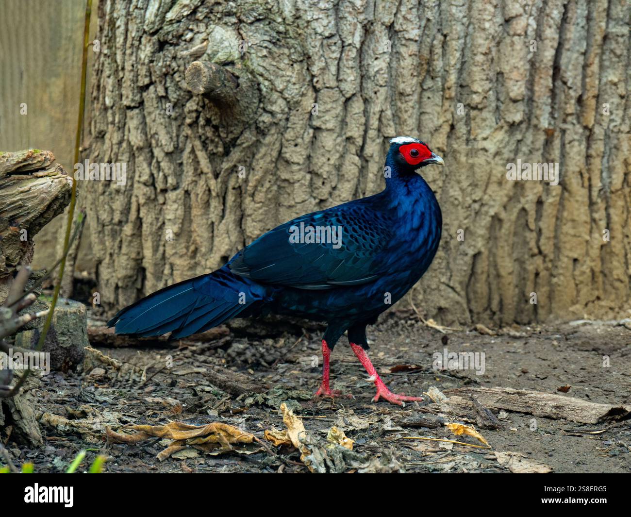 Edwards‘s pheasant (Lophura edwardsi Stock Photo - Alamy