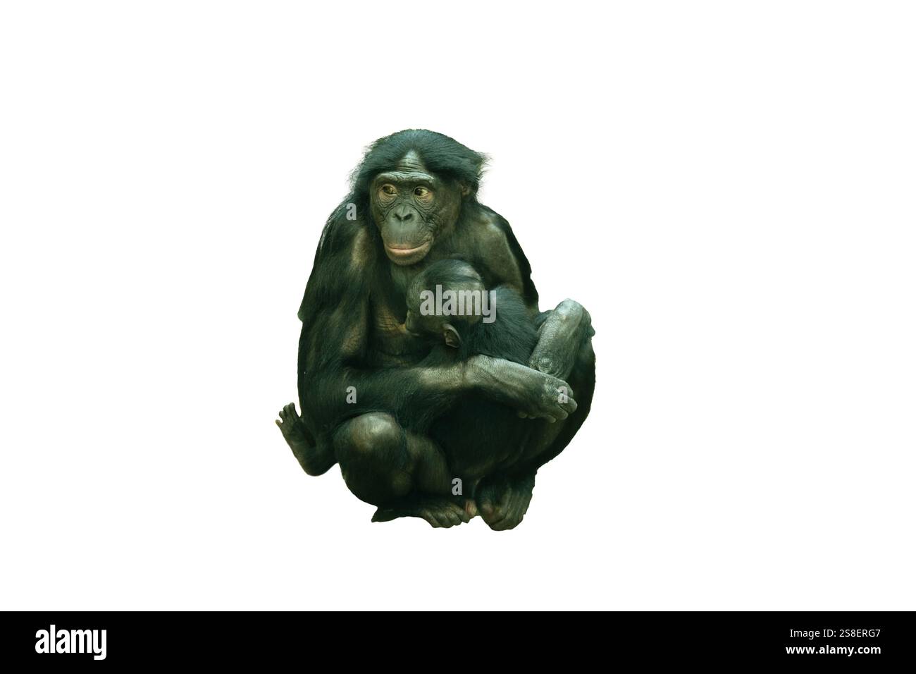 Female endemic animal monkey hi-res stock photography and images - Alamy