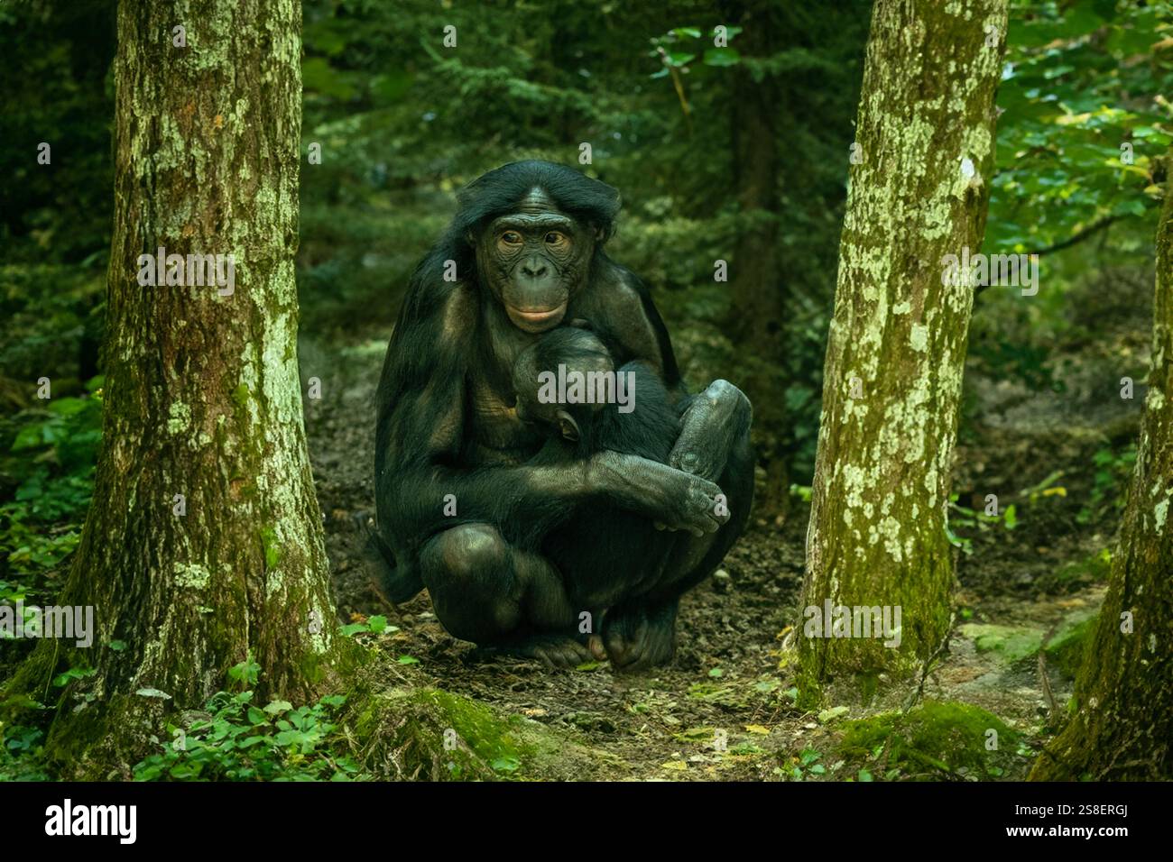 Bonobo, female with young / (Pan Paniscus Stock Photo - Alamy