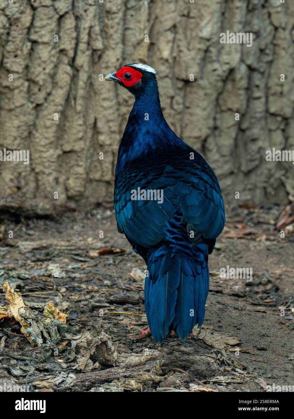 Edwards‘s pheasant (Lophura edwardsi Stock Photo - Alamy