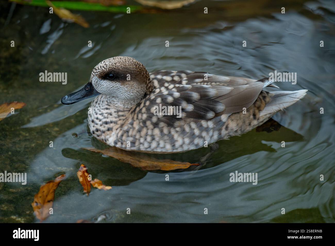 Marbled Duck (Anas angustirostris) on water Stock Photo - Alamy