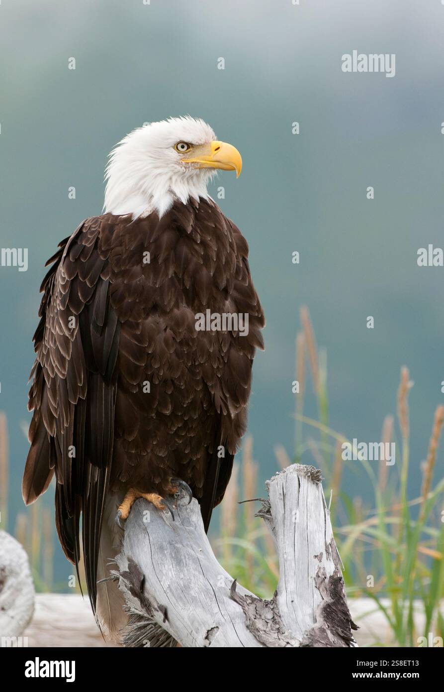 North America; United States; Alaska; Alaska Peninsula; Summer ...