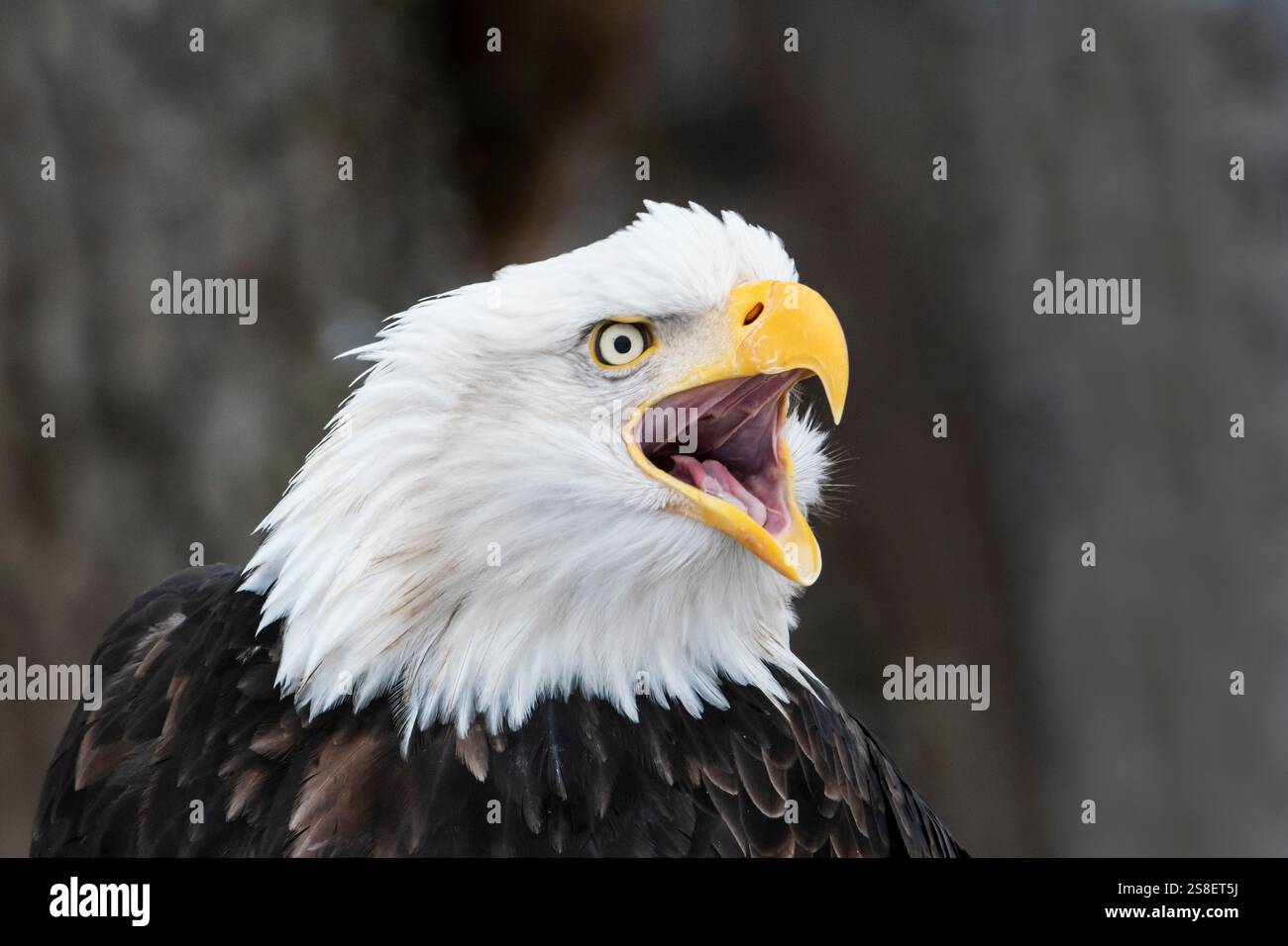 North America; United States; Alaska; Chilkat River; Wildlife; Birds ...