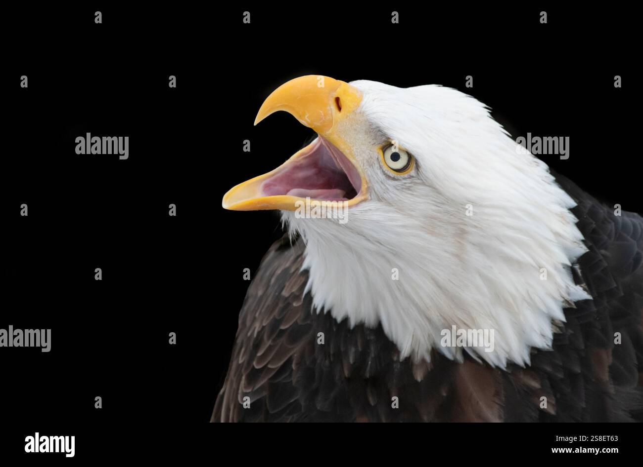 North America; United States; Alaska; Chilkat River; Wildlife; Birds ...