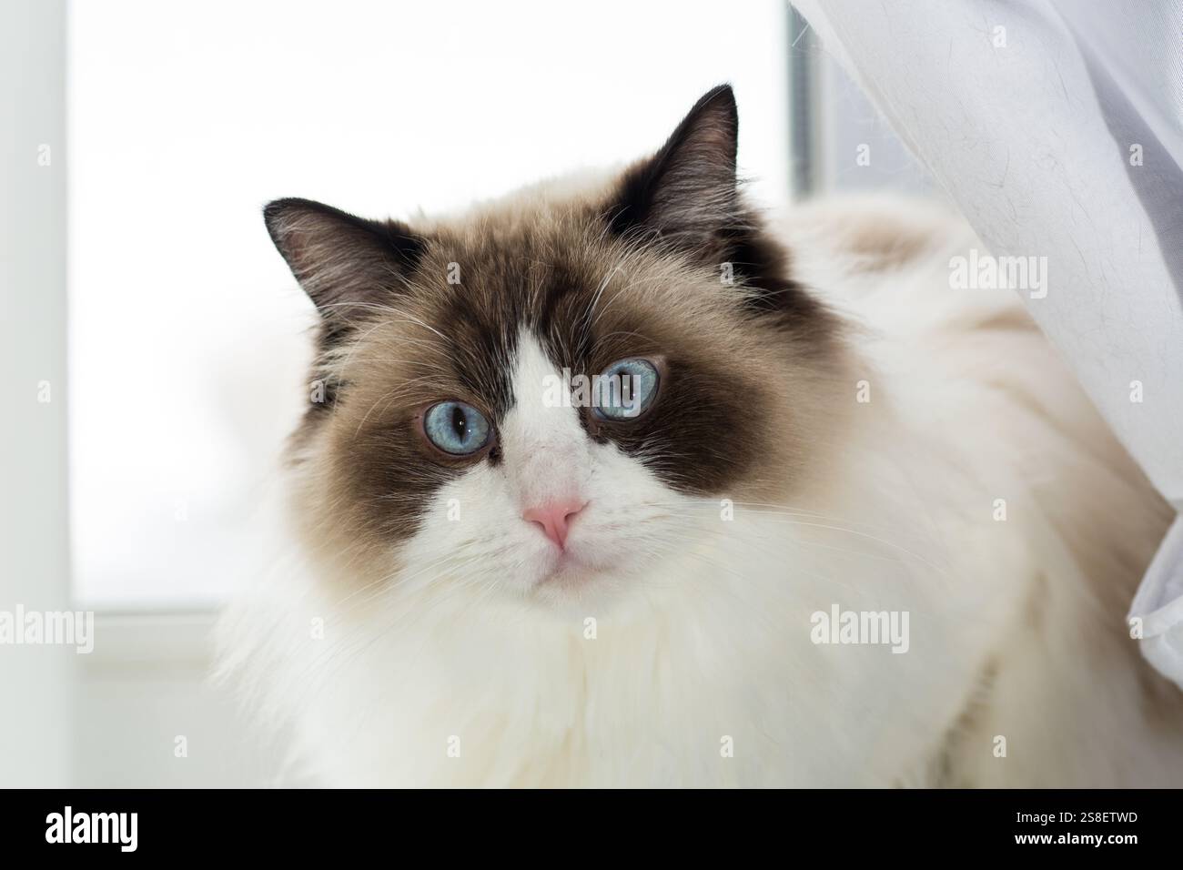 Portrait of a beautiful Ragdoll cat in a home environment Stock Photo ...