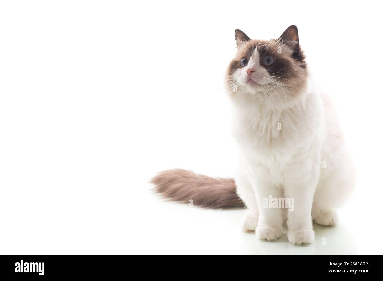 Studio portrait of domestic Ragdoll cat, isolated on white background ...