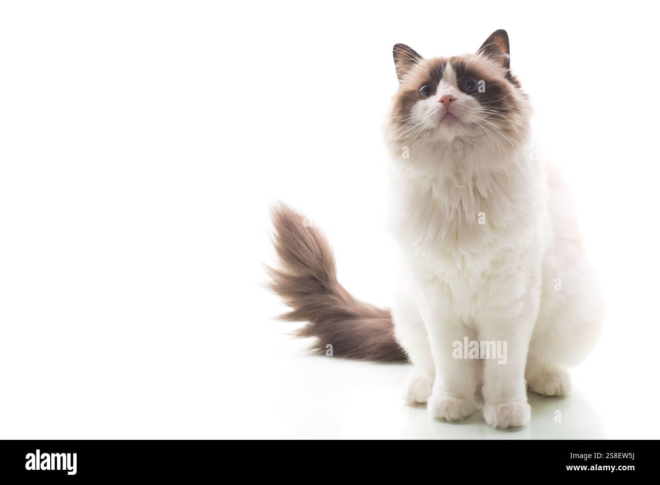 Beautiful Ragdoll cat with white and brown fur, isolated on white ...