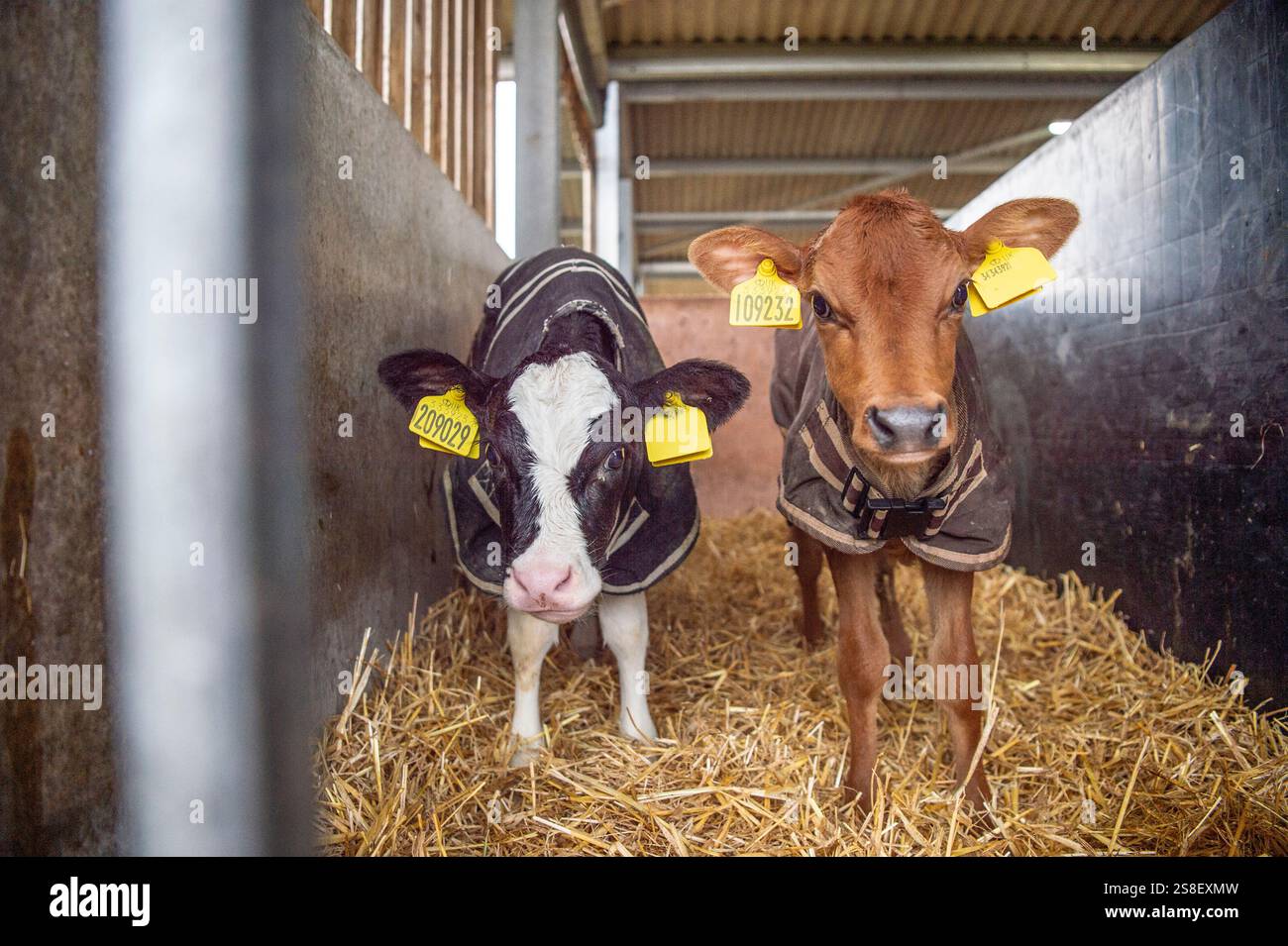 Calf wearing a coat hi-res stock photography and images - Alamy
