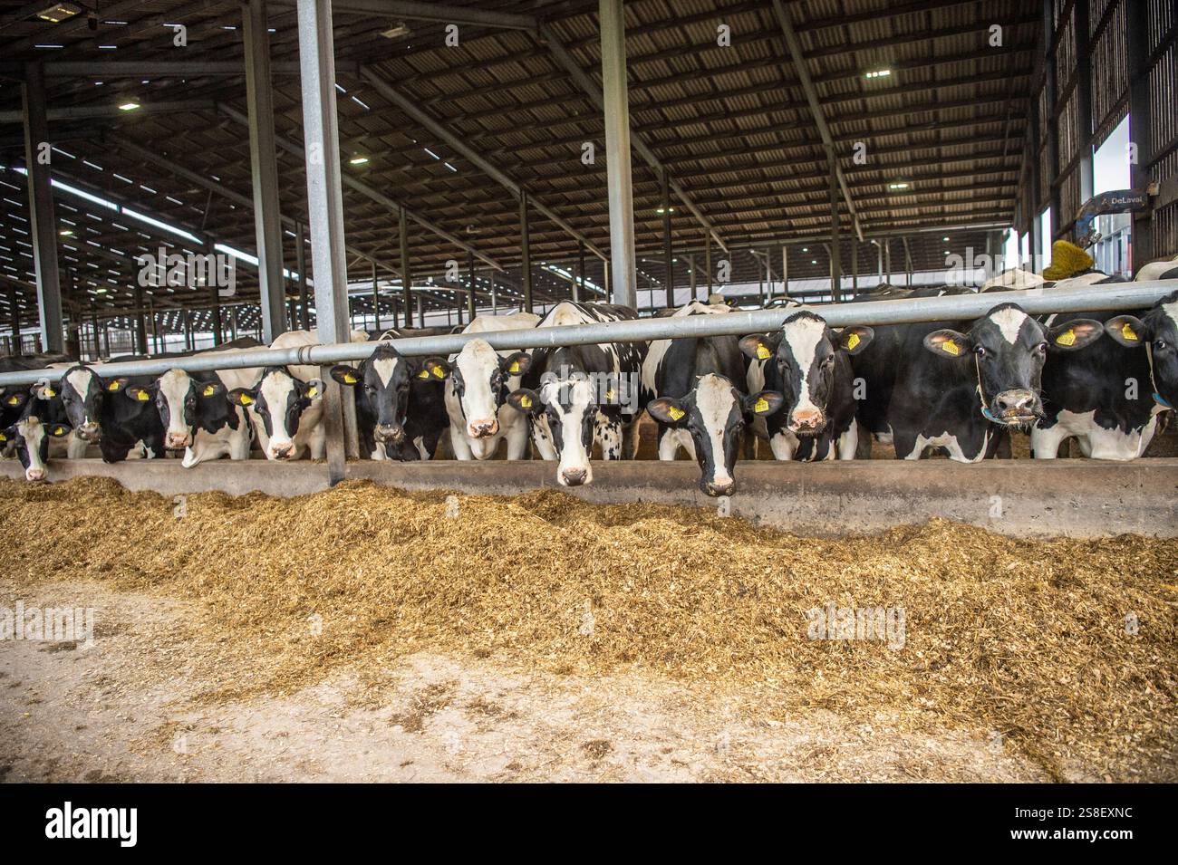 dairy cows in a barn eating silage Stock Photo - Alamy