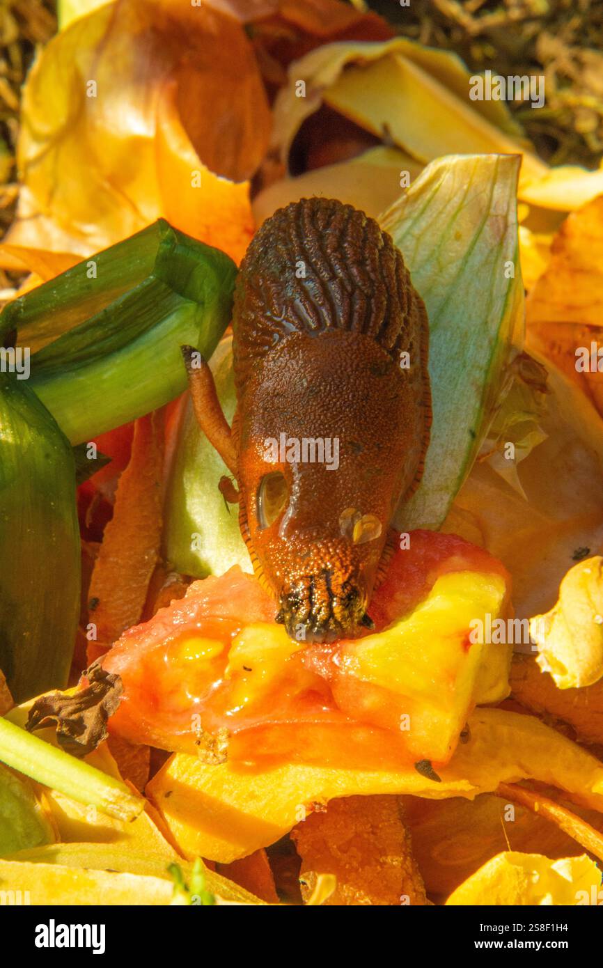 Limax maximus on the composting pile while eating tomato waste Stock ...