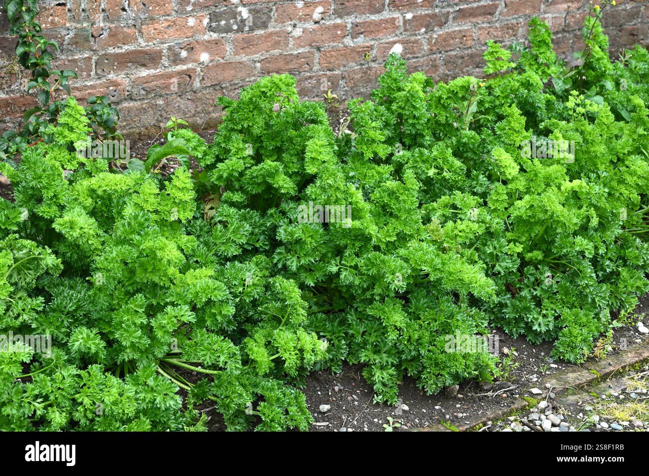 Curled leaved parsley hi-res stock photography and images - Alamy