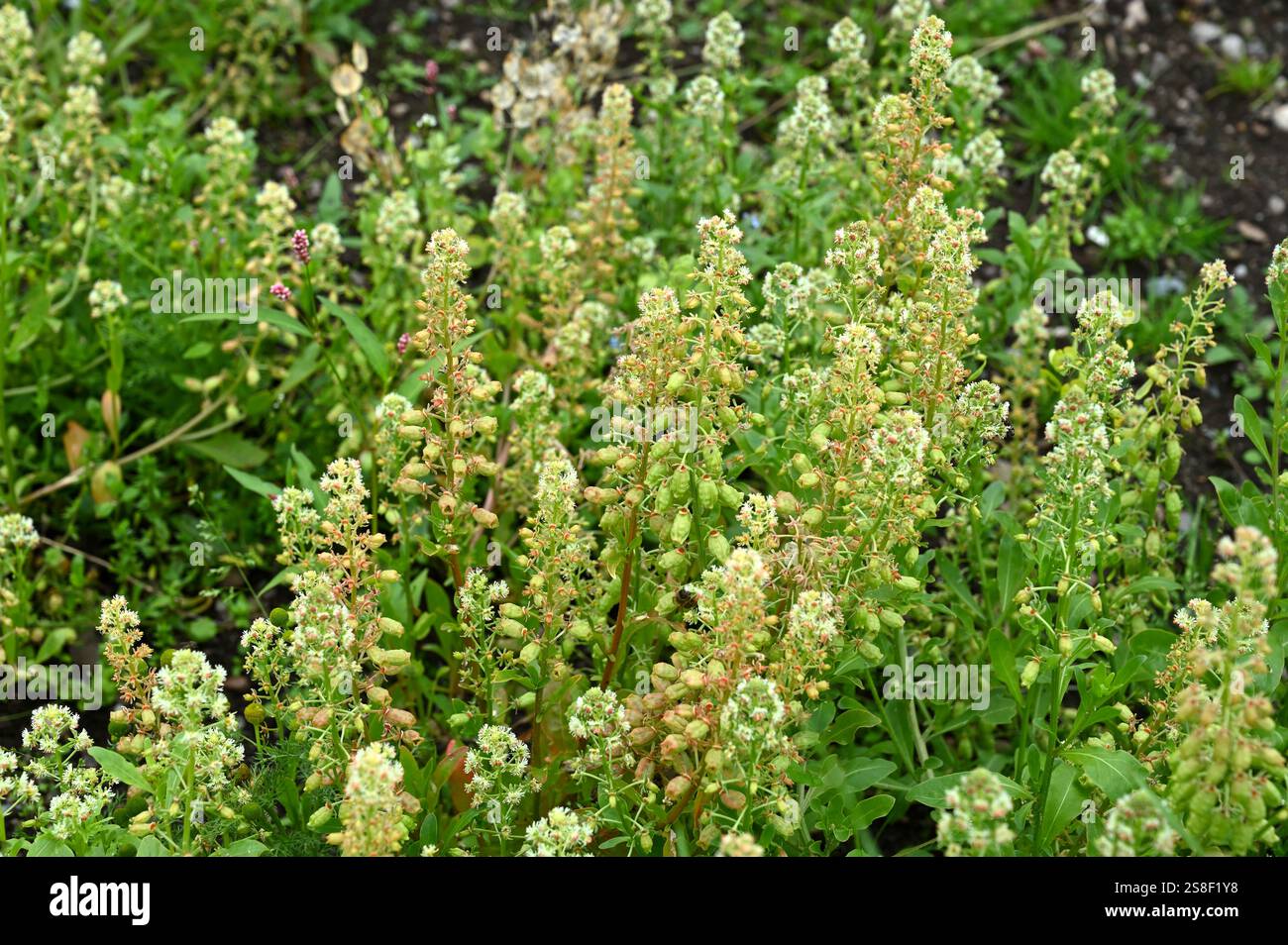 Pale summer flowers of Reseda odorata or garden mignonette in UK garden ...