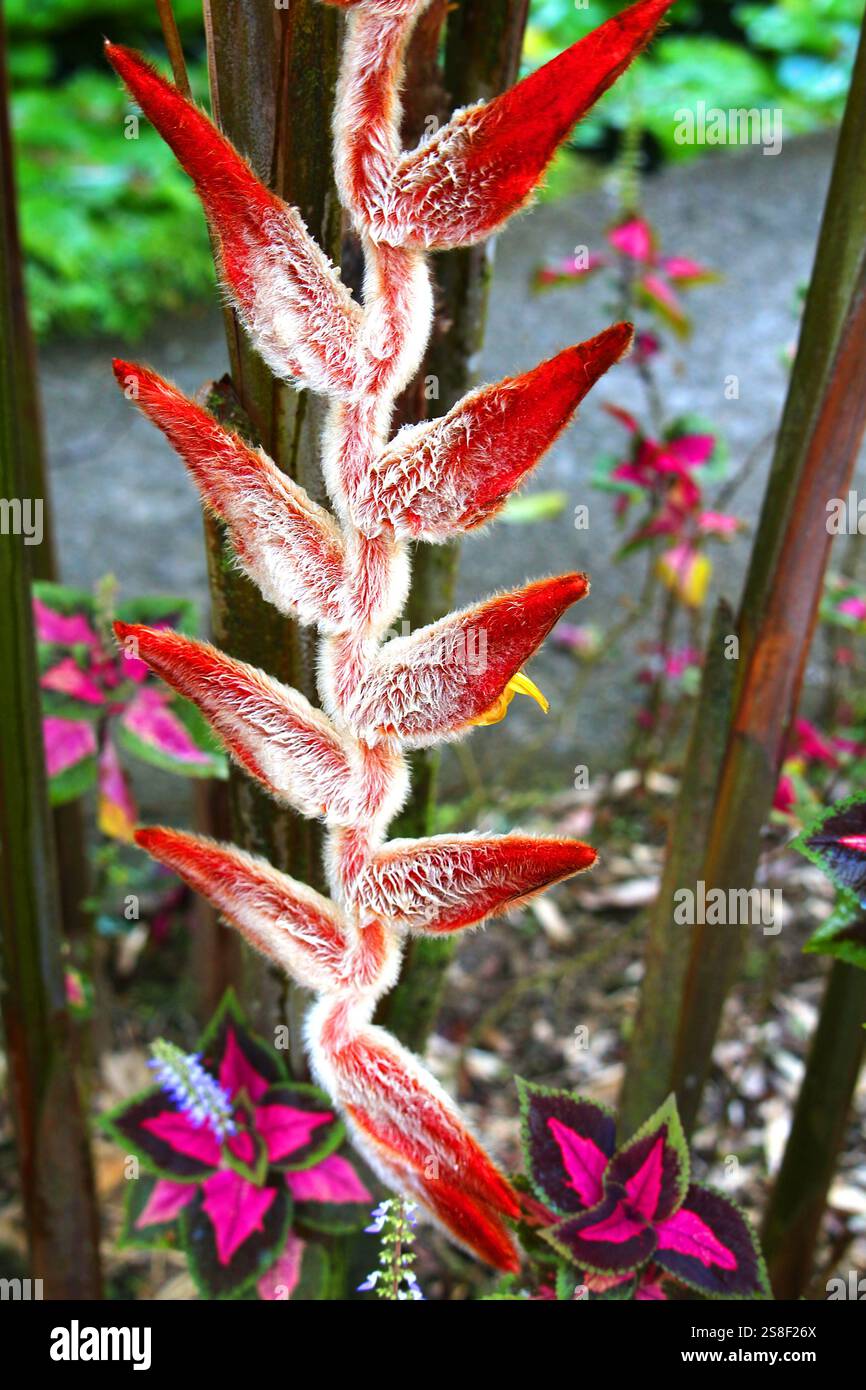 Hairy hanging or fuzzy heliconia (Heliconia vellerigera Stock Photo - Alamy