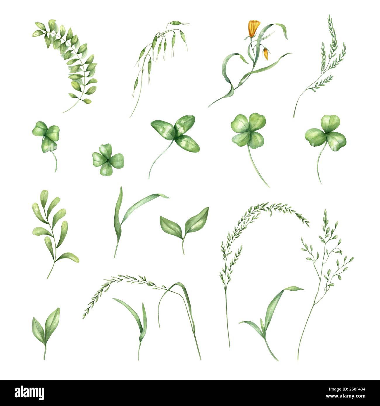 Field green herbs, flowers, clover leaves, blades of grass watercolor ...