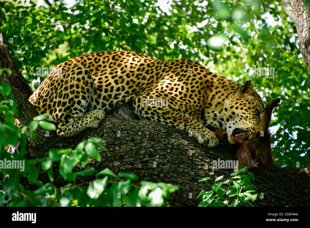 Leopard prey in tree hi-res stock photography and images - Alamy