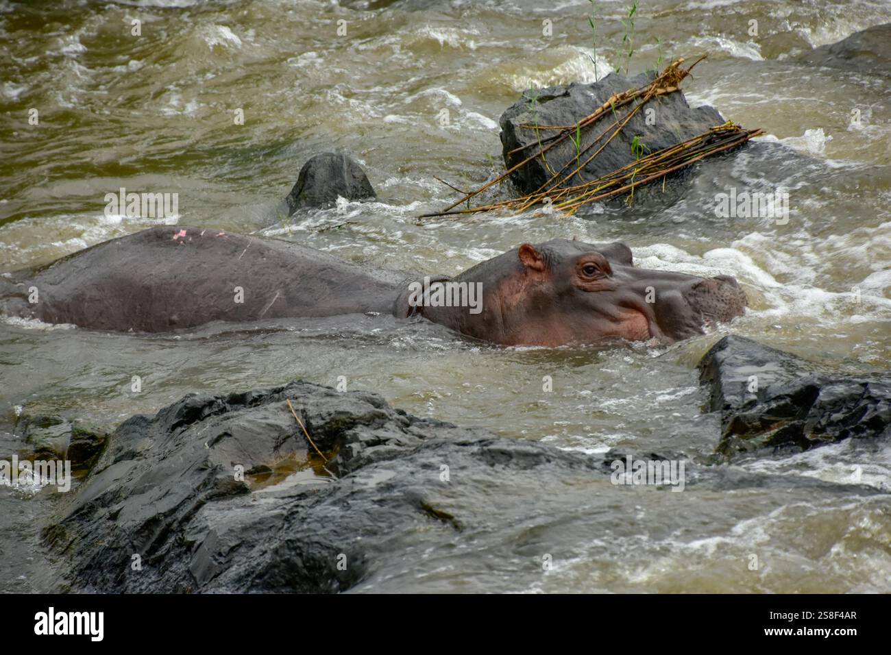 Hippopotamus in pond wildlife park hi-res stock photography and images ...
