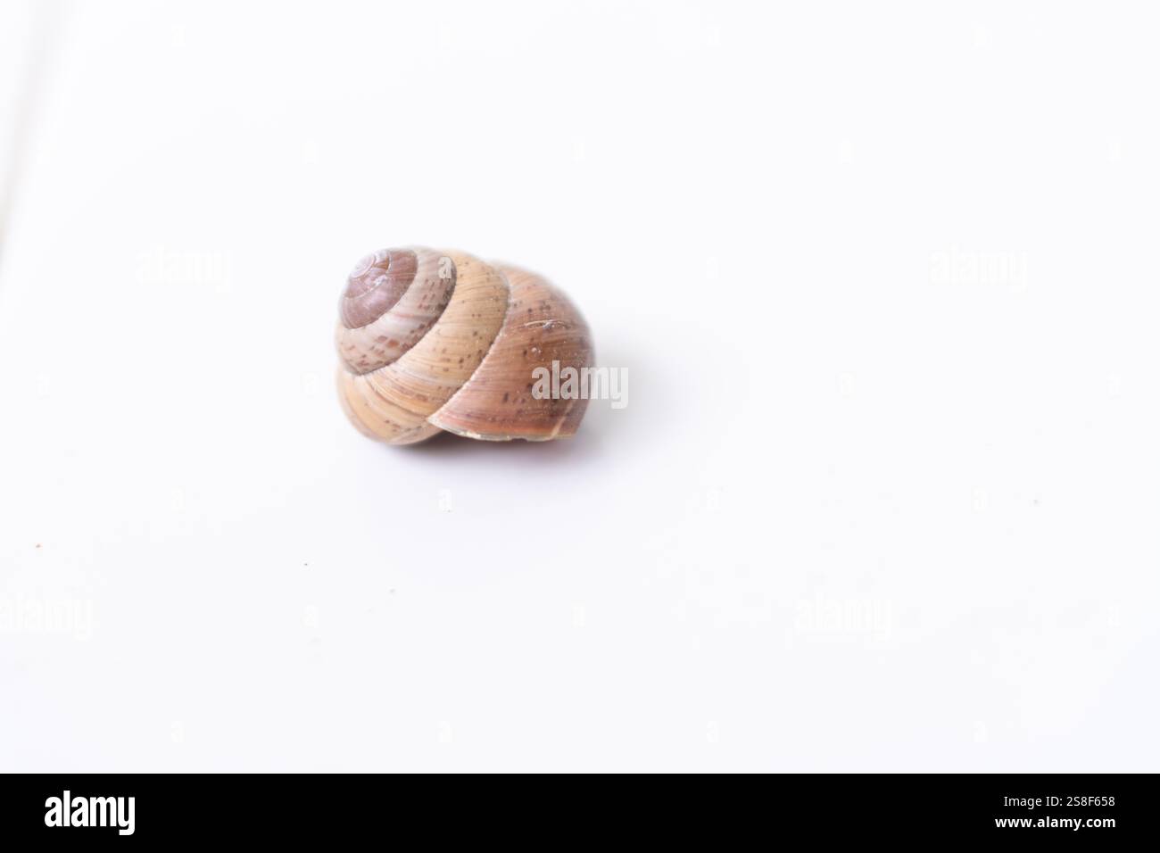 A close-up of a brown spiral snail shell on a white background ...