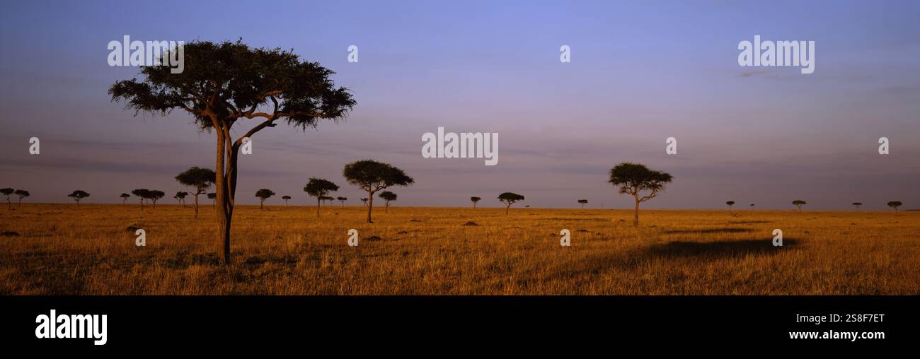Umbrella thorn (Acacia tortilis Subspecies heteracantha) at sunrise ...