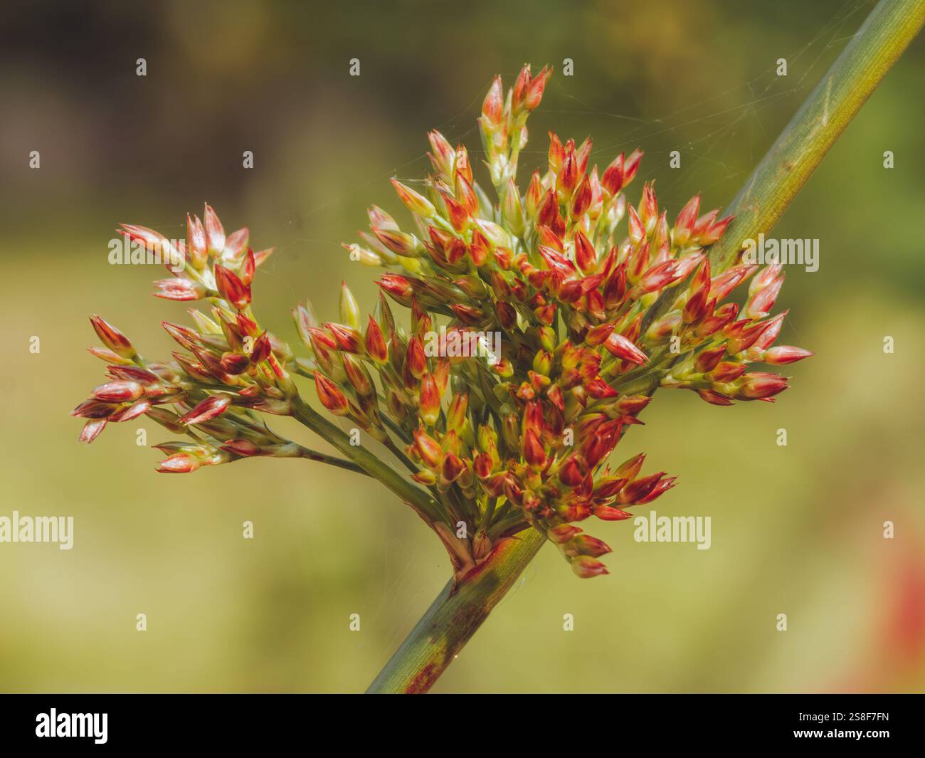 The flowers of a Soft Rush plant Stock Photo - Alamy