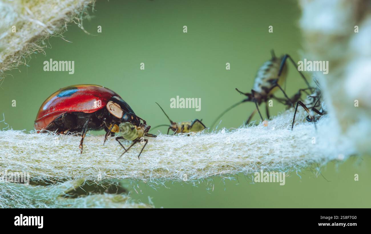 Aphids macro beetle hi-res stock photography and images - Alamy