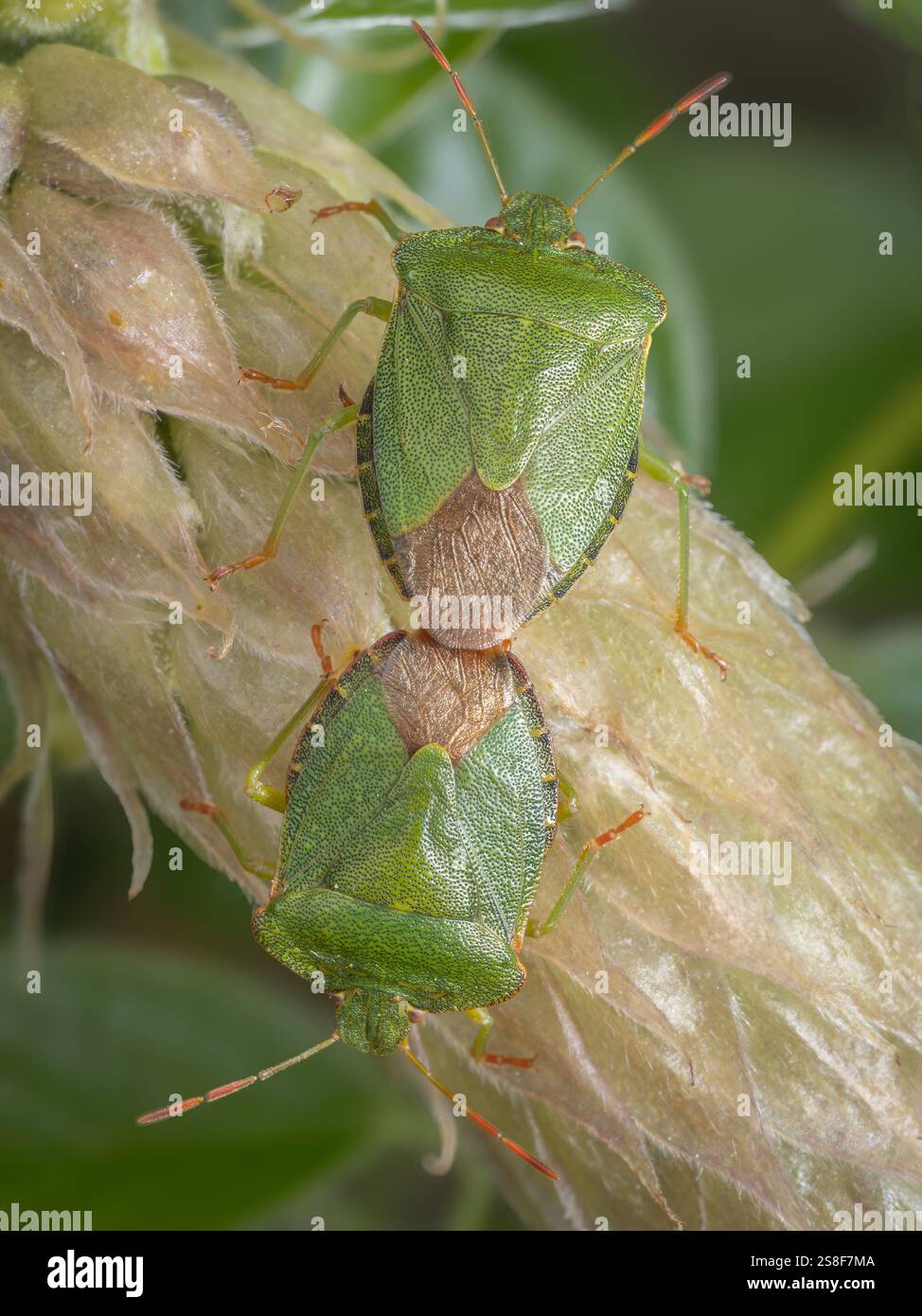 Two common green Shieldbugs mating Stock Photo - Alamy