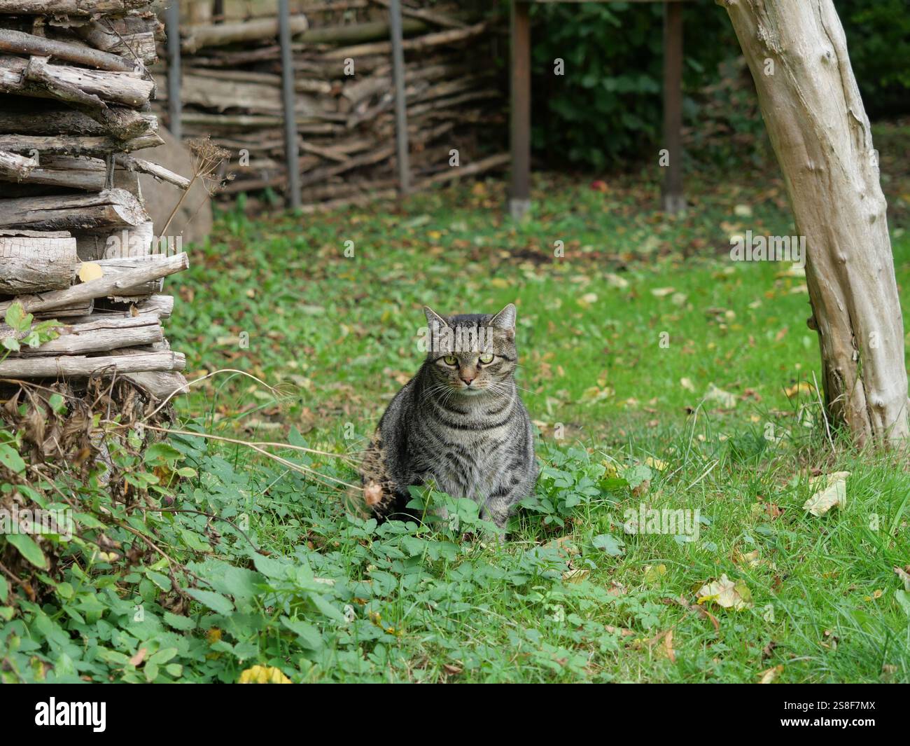 A gray striped tom with yellow-green eyes looks directly into the ...