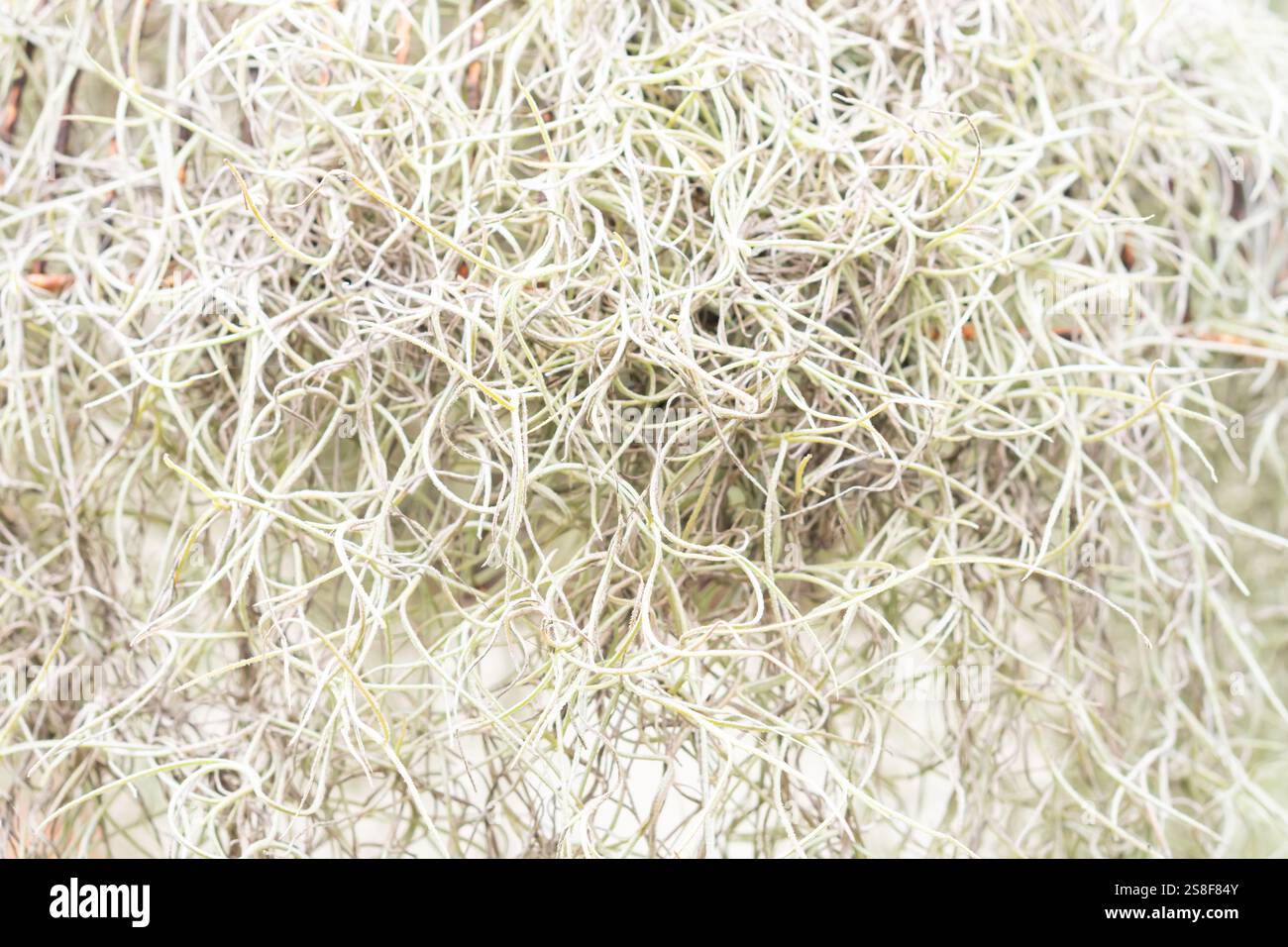 A close-up view of tangled, wispy strands of Spanish moss, showcasing ...