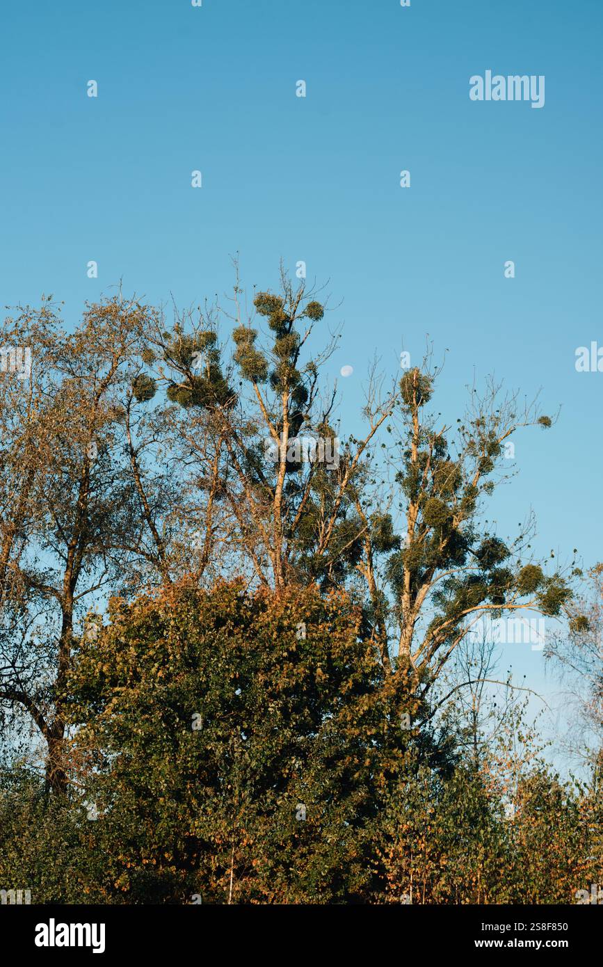 Branches with dead leaves on a dying elm tree suffering from dutch elm ...