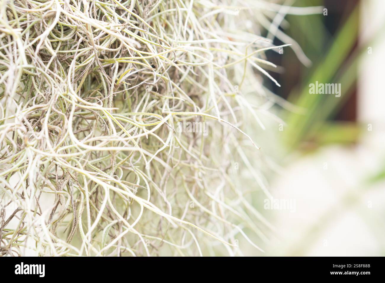 Showcasing delicate roots hi-res stock photography and images - Alamy