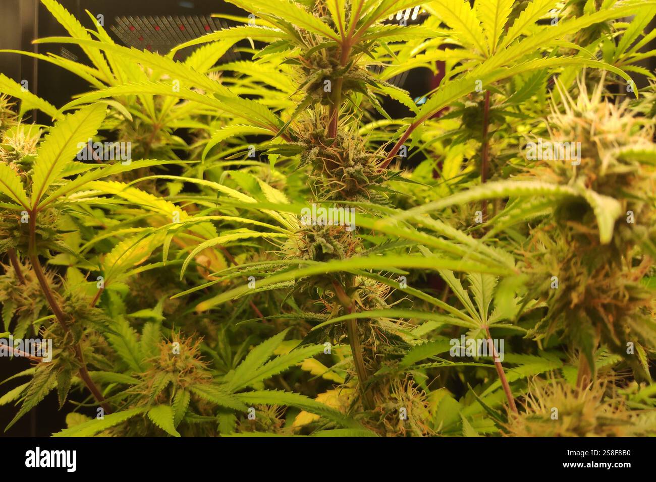 Close-up on a Cannabis plants growing in a Thai coffee shop Stock Photo ...