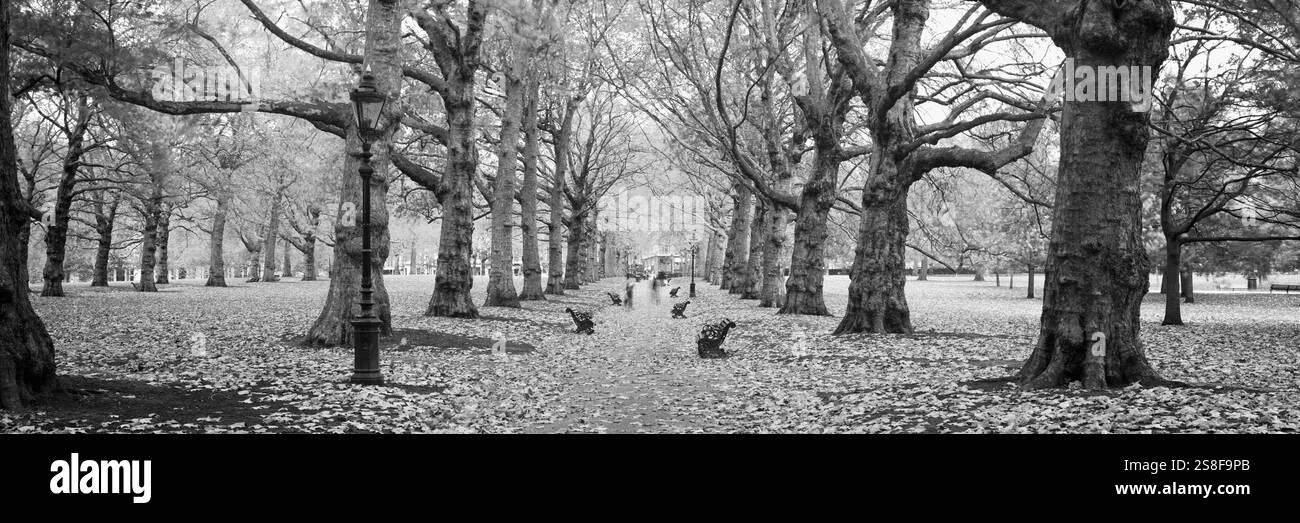 Autumn scenery park in Black and White Stock Photos & Images - Alamy
