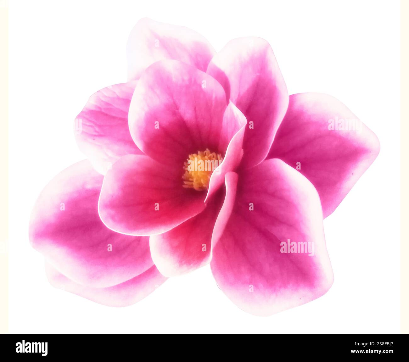 Big petal flowers hi-res stock photography and images - Alamy