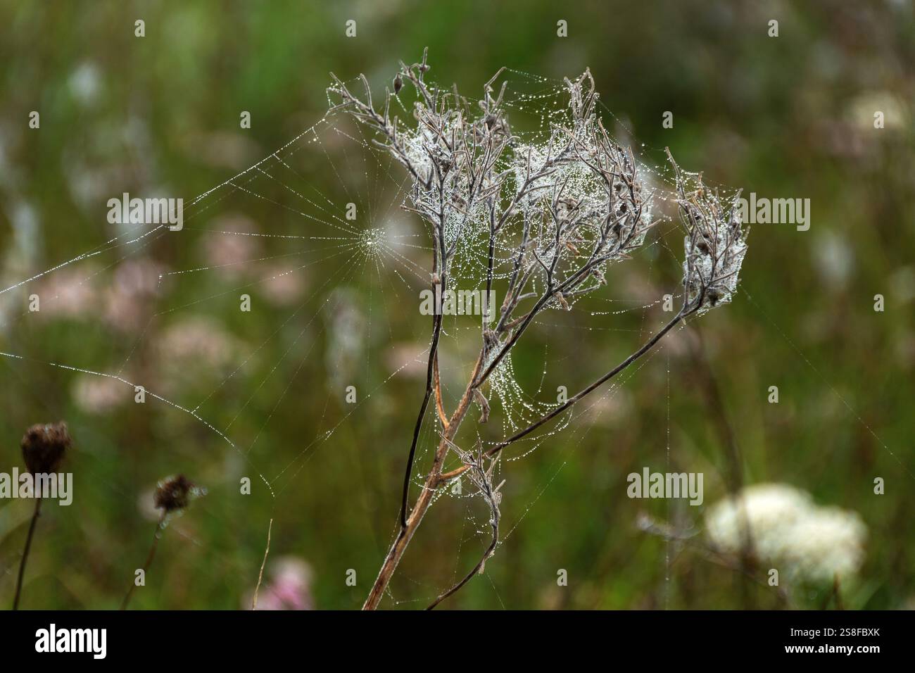 Delicate strands of spider silk cling to a plant, glistening in the ...