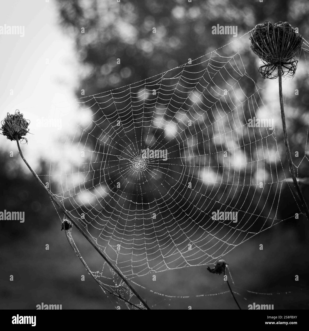 Spider web patterns Black and White Stock Photos & Images - Alamy