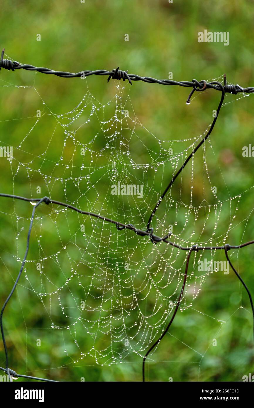 Barbed wire entanglement hi-res stock photography and images - Alamy