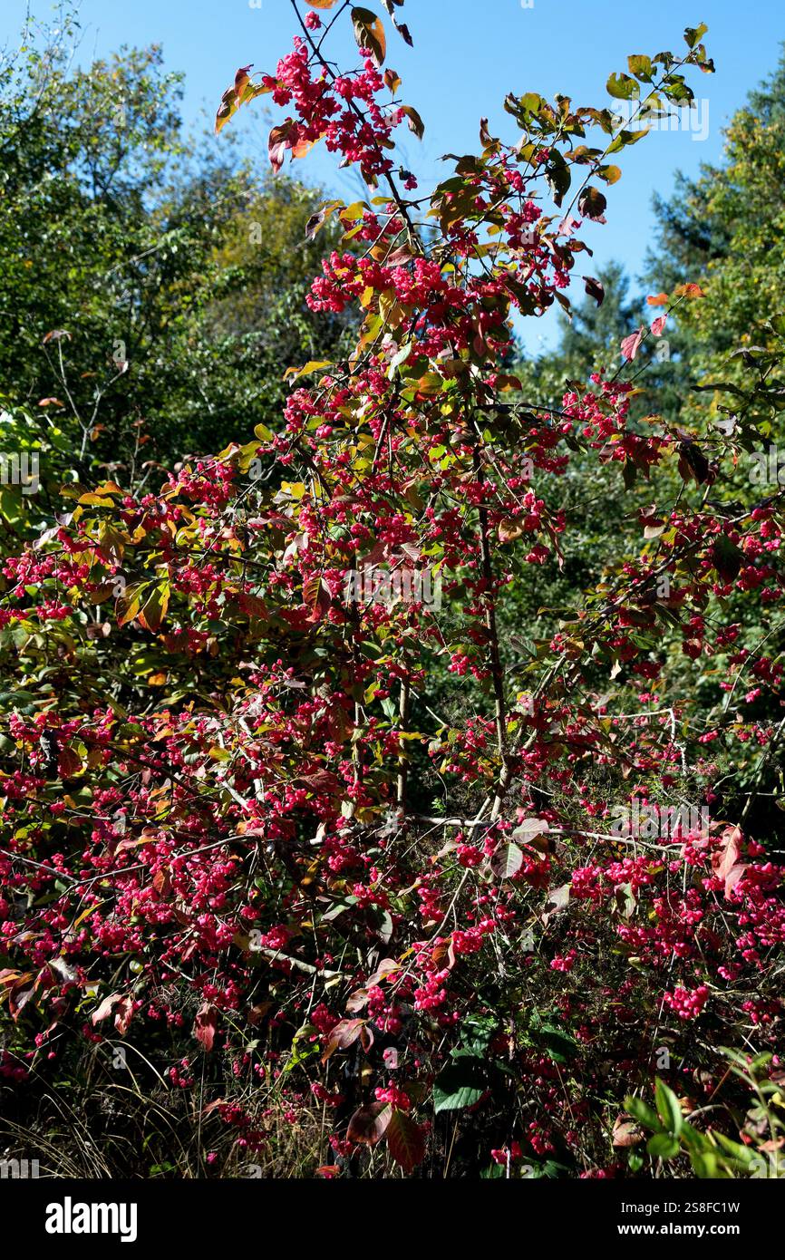 Vivid clusters of European spindle (Euonymus europaeus) adorn a bush in ...